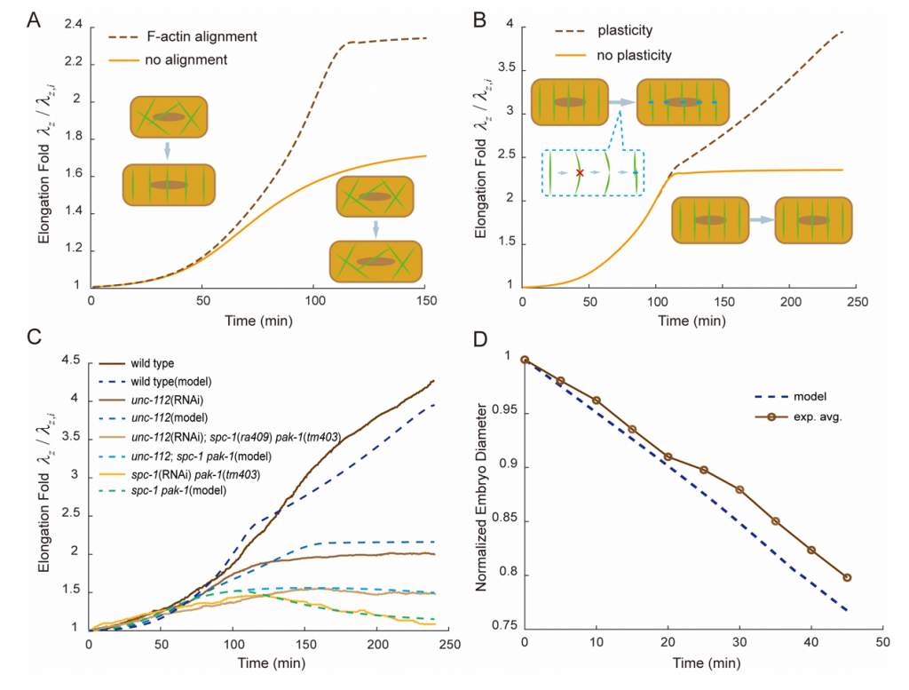 Physical understanding of abnormal embryo development – Innovation Wing