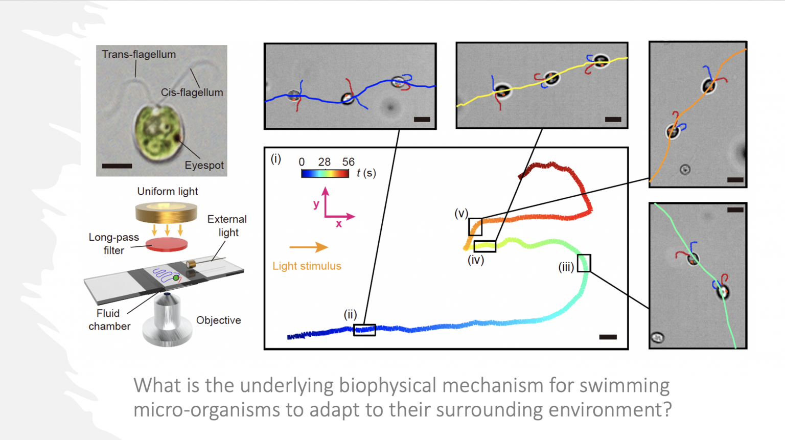 TechTalk – The World at the Microscale: From Swimming Microorganisms to ...